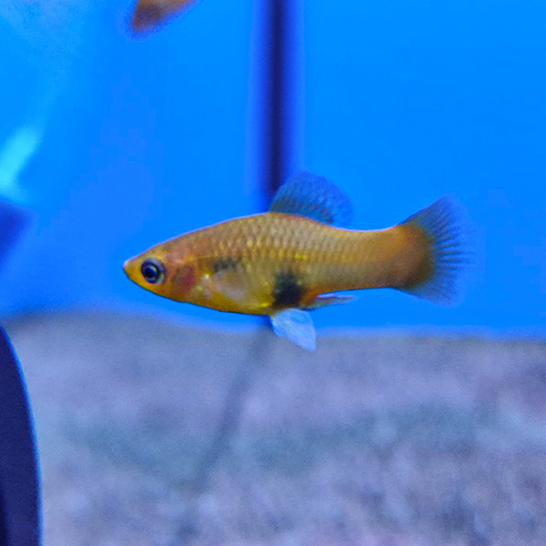 Пецилия закат радужная (Xiphophorus variatus sunset rainbow) купить по ...