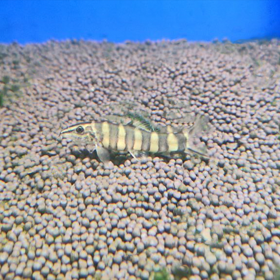 Боция робуста (Botia robusta) купить по выгодной цене в интернет ...