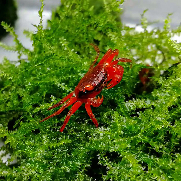 Краб вампир Красный томат (самка) (Geosesarma sp.) купить по выгодной ...