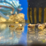 Улитка Теодоксус (Theodoxus sp.) купить по выгодной цене в интернет ...