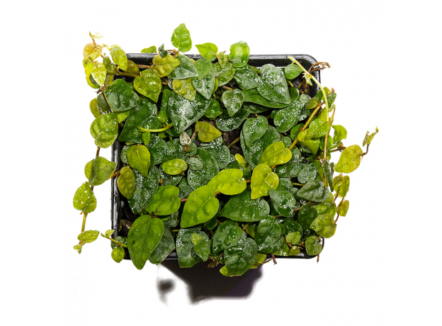 Фикус (Ficus pumila Minima) купить по выгодной цене в интернет-магазине ...