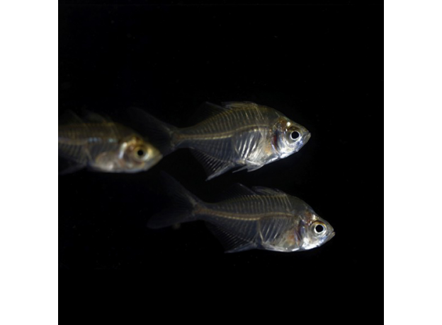 Окунь стеклянный (Parambassis ranga) купить по выгодной цене в интернет ...