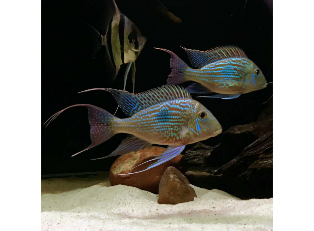 Геофагус Свена (Geophagus sveni) купить по выгодной цене в интернет ...