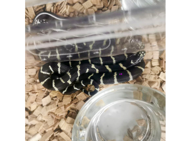 Королевская змея, californiae Banded купить по выгодной цене в интернет ...