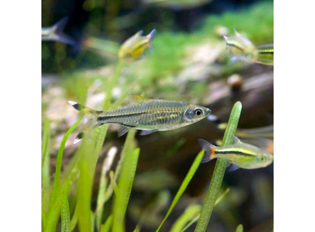 Расбора трехлинейная (Rasbora trilineata) купить по выгодной цене в ...