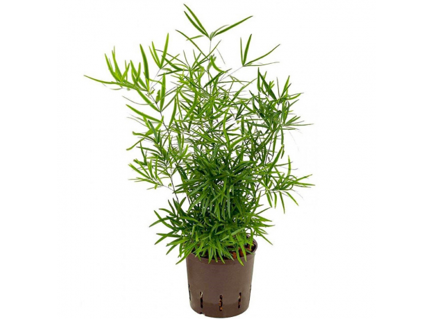 Аспарагус Falcatus купить по выгодной цене в интернет-магазине EXOMENU.RU