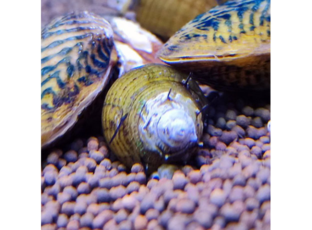 Улитка тиара, волосатая (Thiara cancellata) купить по выгодной цене в ...