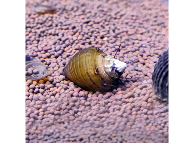 Улитка тиара, волосатая (Thiara cancellata) купить по выгодной цене в ...