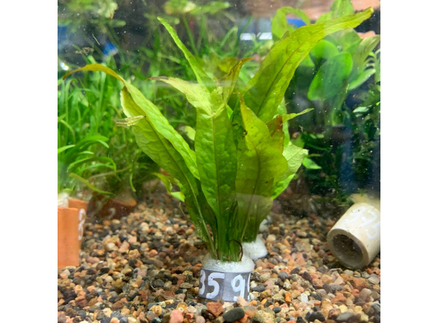 Папоротник тайландский "Золотой блеск" (с грузом) (Microsorum pteropus ...