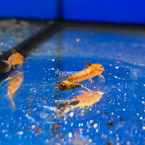 Сом аспидорас супер ред (Aspidoras spilotus) купить по выгодной цене в ...